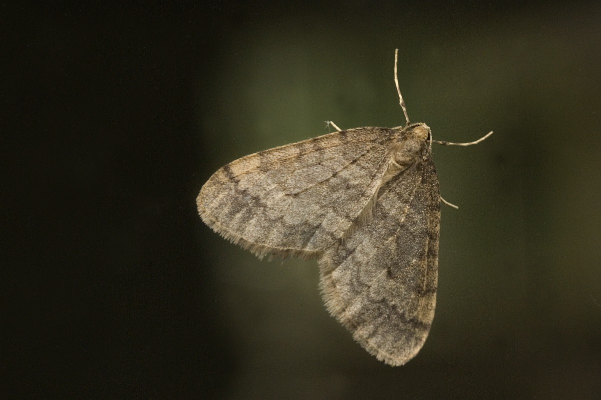 operophtera-brumata-winter-moth